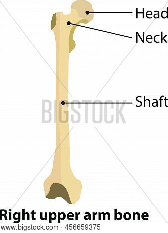 Anatomy Human. Right Vector & Photo (Free Trial) | Bigstock