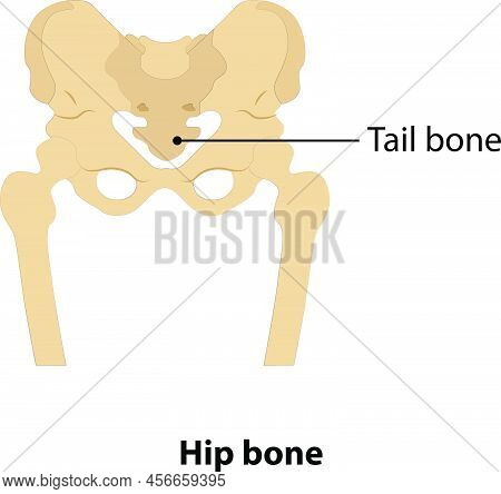 Human Hip Bone Tail Vector & Photo (Free Trial) | Bigstock