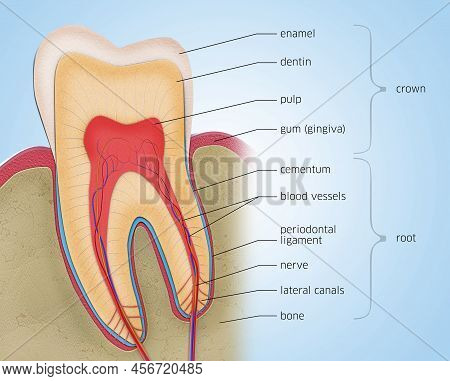 Cross-section Tooth Image & Photo (Free Trial) | Bigstock