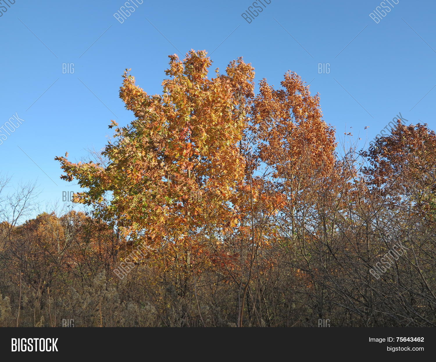 Oak Maple Trees Image & Photo (Free Trial) | Bigstock
