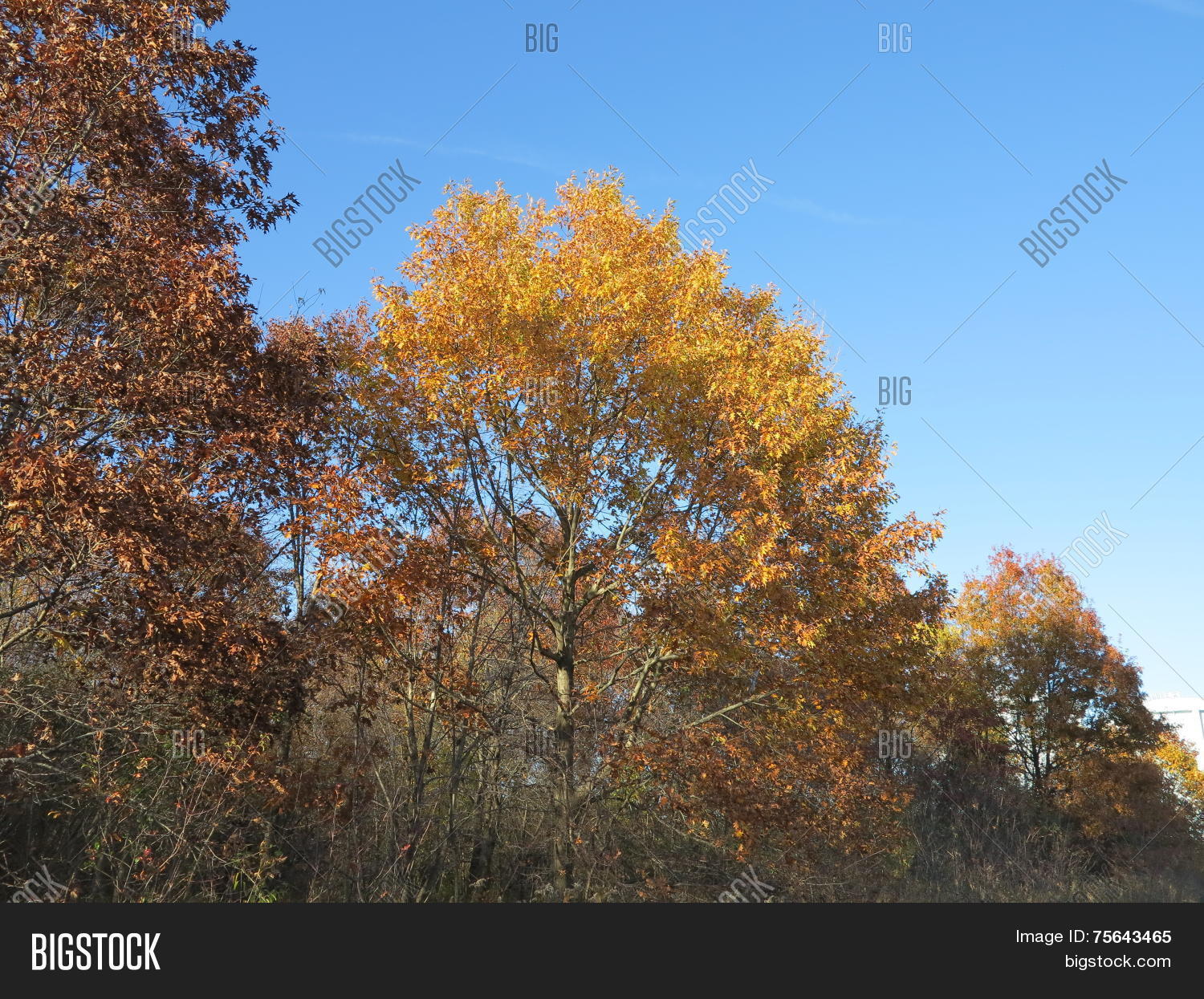 Oak Maple Trees Image & Photo (Free Trial) | Bigstock