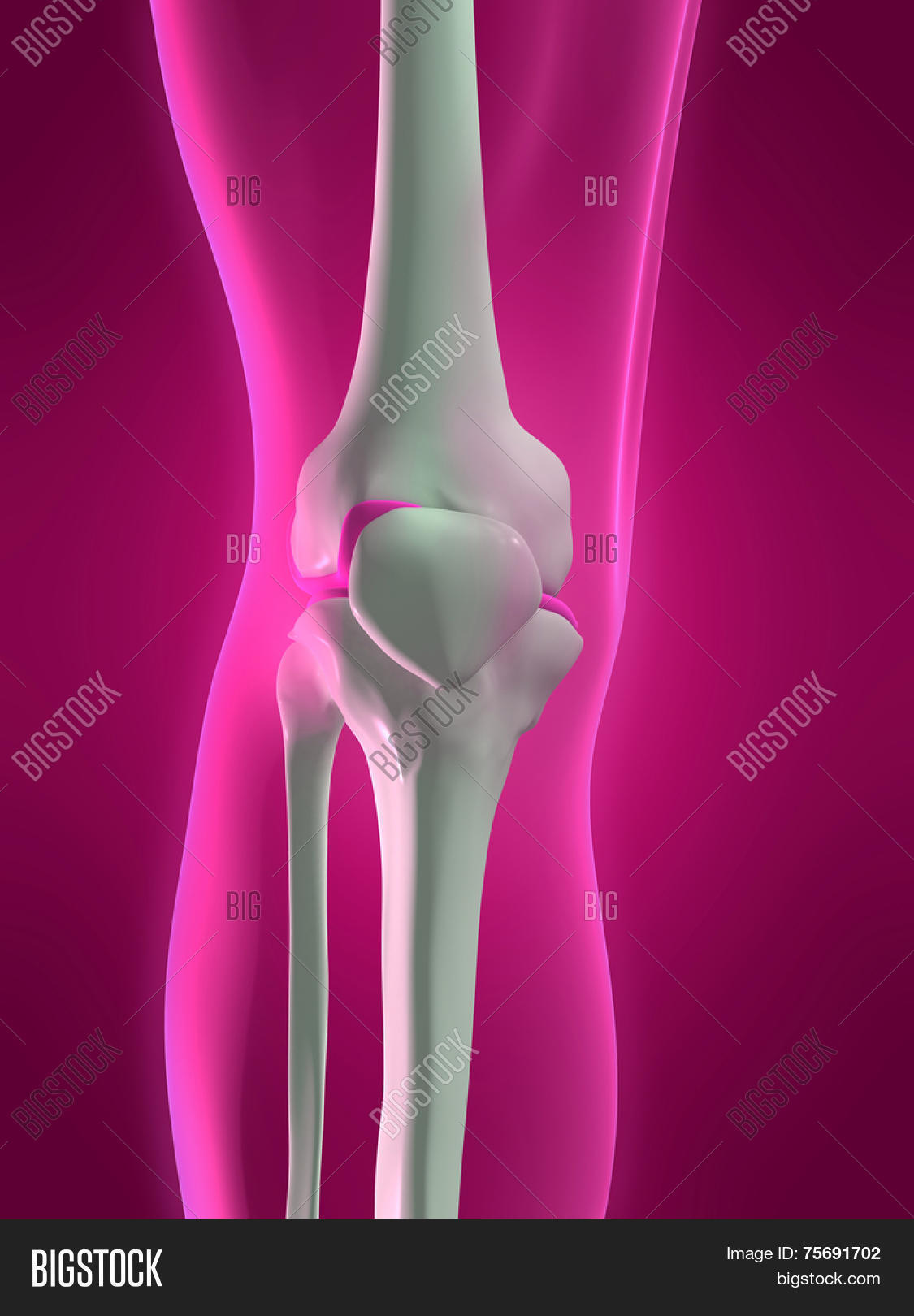 Human Skeletal Knee - Image & Photo (Free Trial) | Bigstock