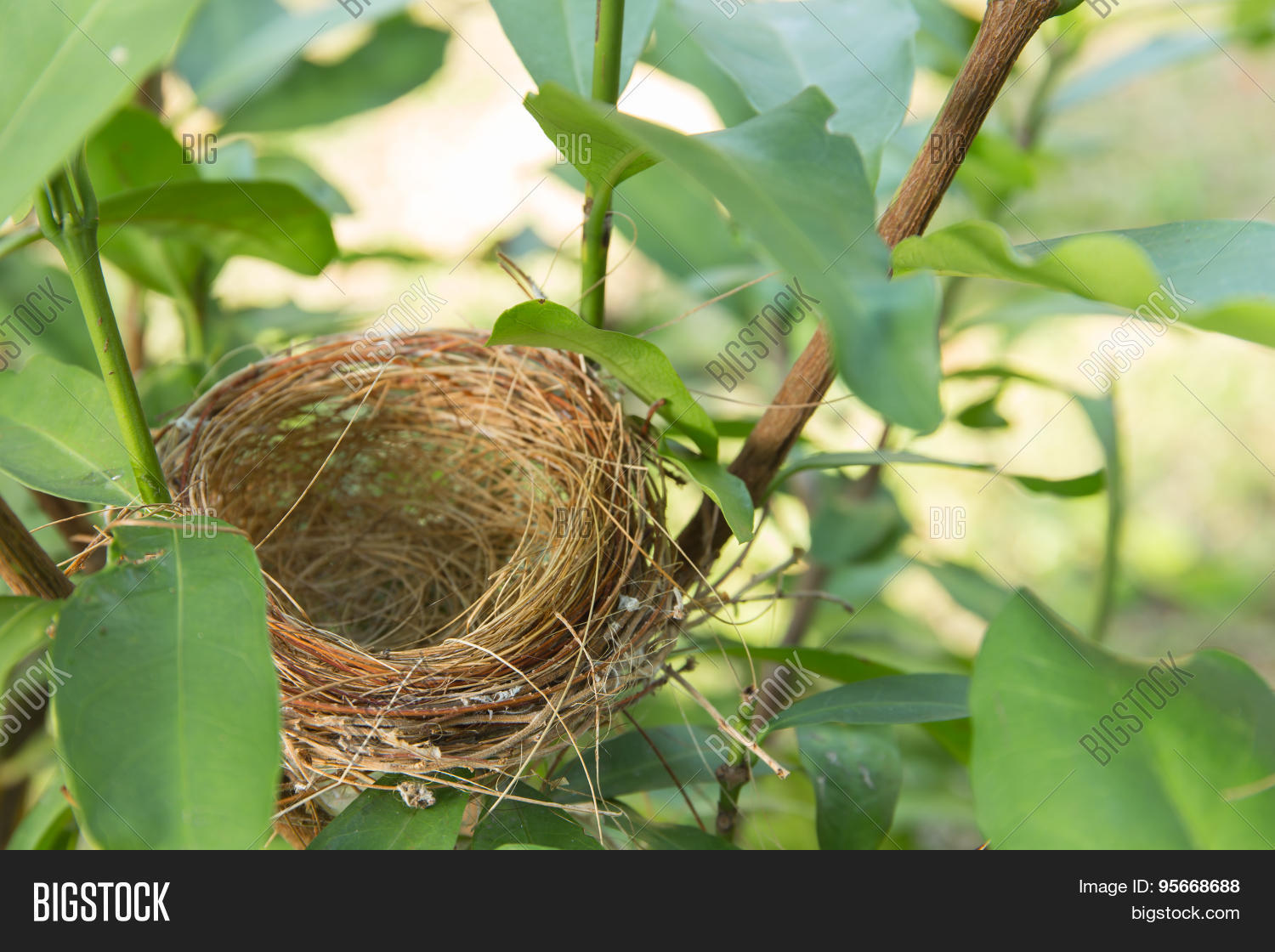 Empty Bird Nest Image & Photo (Free Trial) | Bigstock