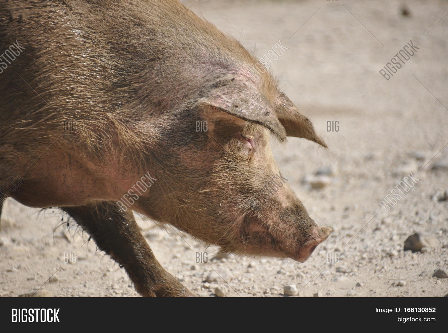 Pig. Slowly Running Image & Photo (Free Trial) | Bigstock