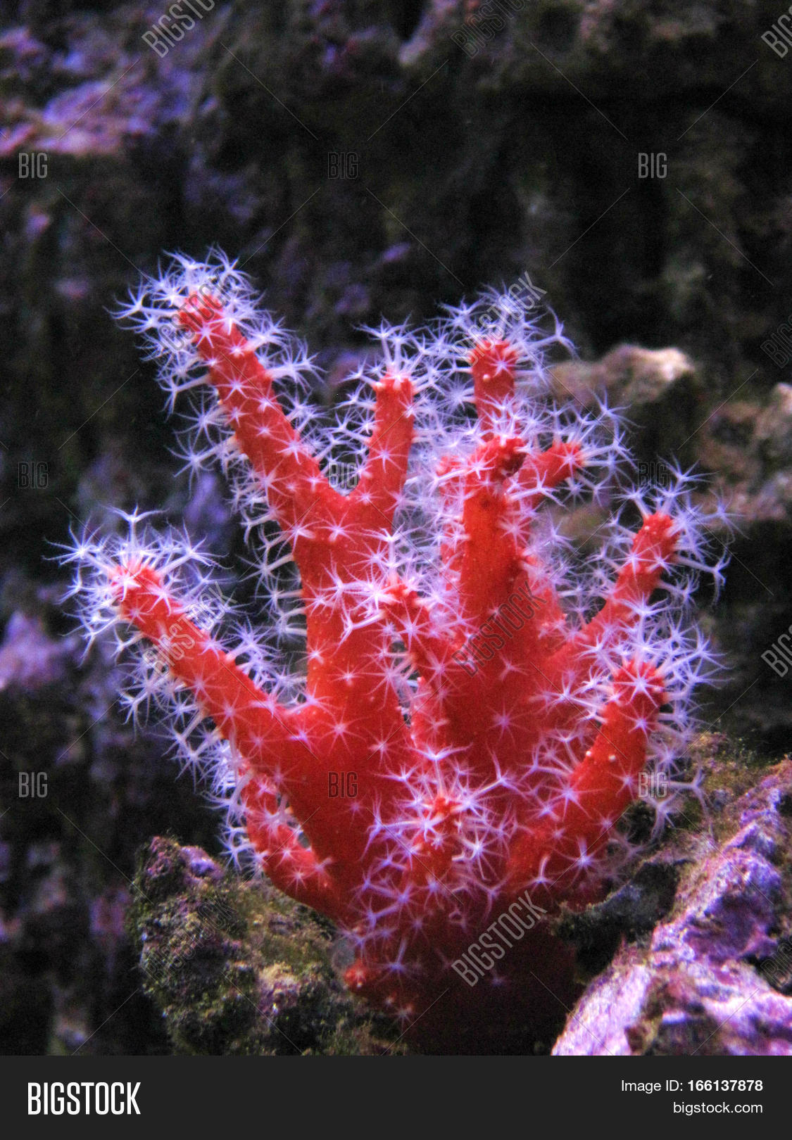Coral Alcyonium - Image & Photo (Free Trial) | Bigstock
