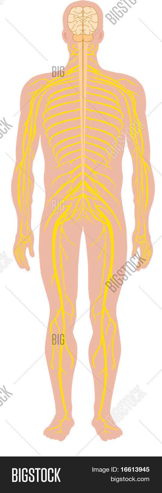 Cartoon Illustration Image & Photo (Free Trial) | Bigstock