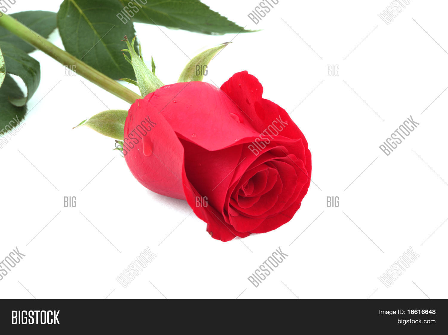 Single Long Stem Red Image And Photo Free Trial Bigstock