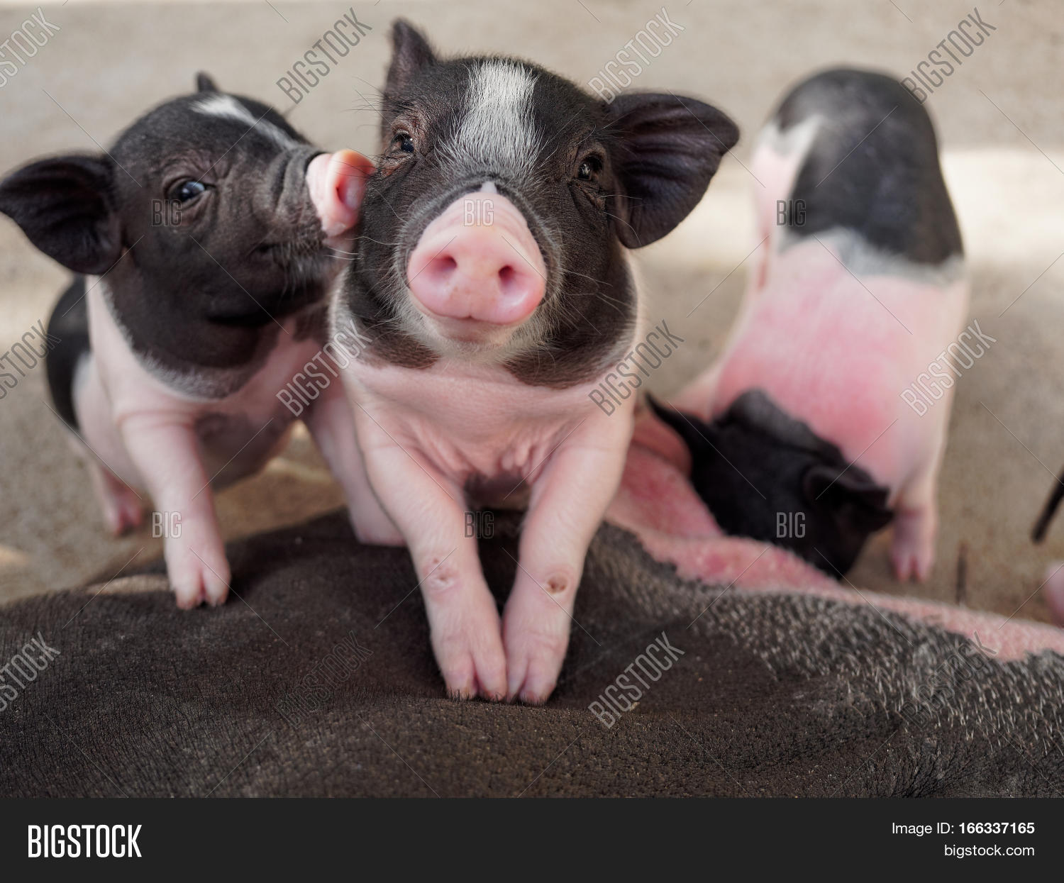 Pink Black Pigs Image & Photo (Free Trial) | Bigstock