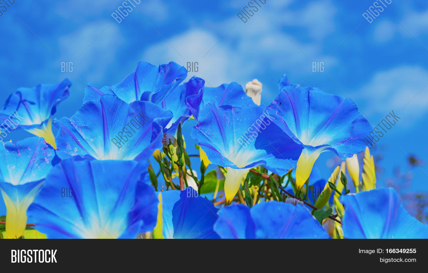 Heavenly Blue Ipomoea Image & Photo (Free Trial) | Bigstock