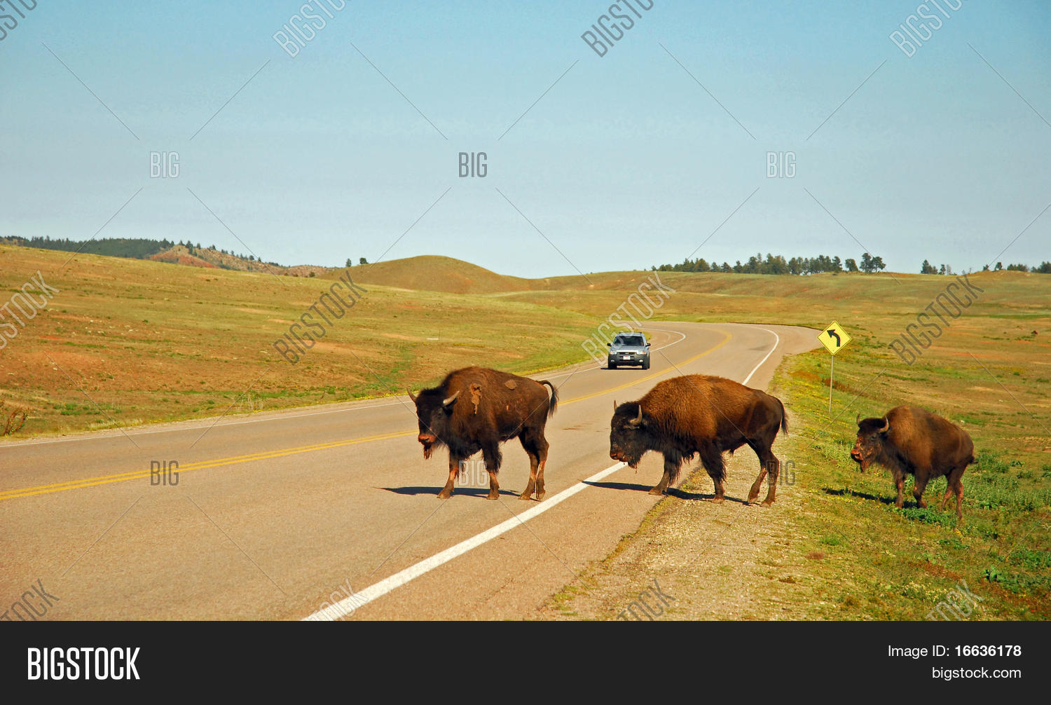 Bison Crossing Road Image & Photo (Free Trial) | Bigstock