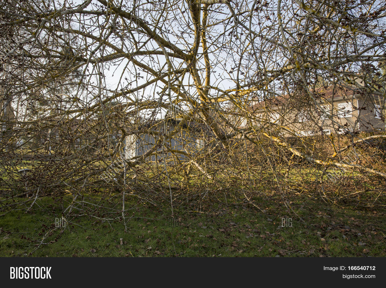 Storm Cyclone Tree Elm Image & Photo (Free Trial) | Bigstock