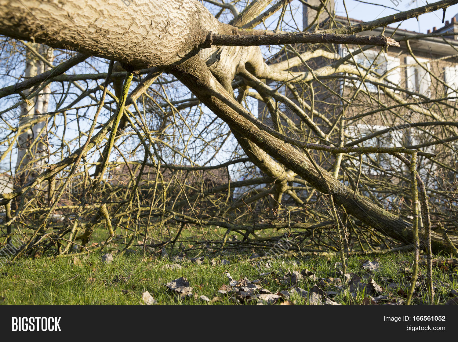 Storm Cyclone Tree Elm Image & Photo (Free Trial) | Bigstock