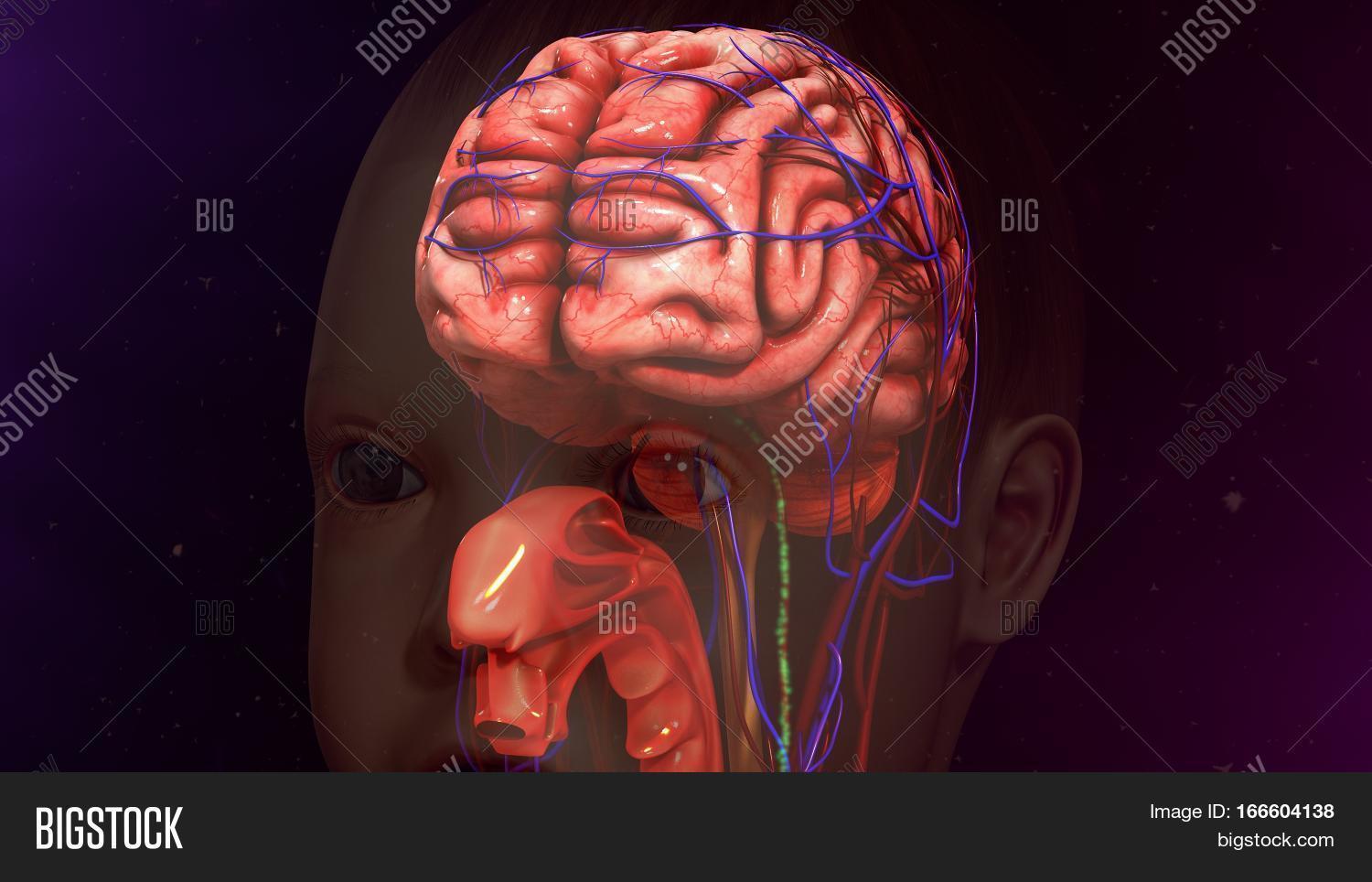 Human Brain Command Image & Photo (Free Trial) | Bigstock