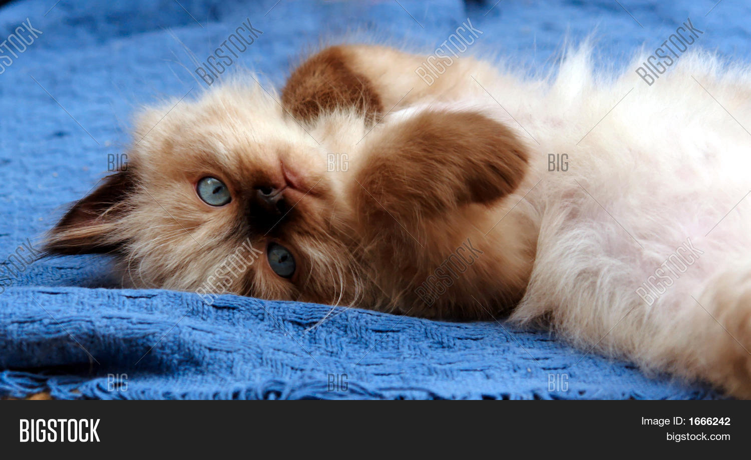 Kitten Lying On Back Image & Photo (Free Trial) | Bigstock