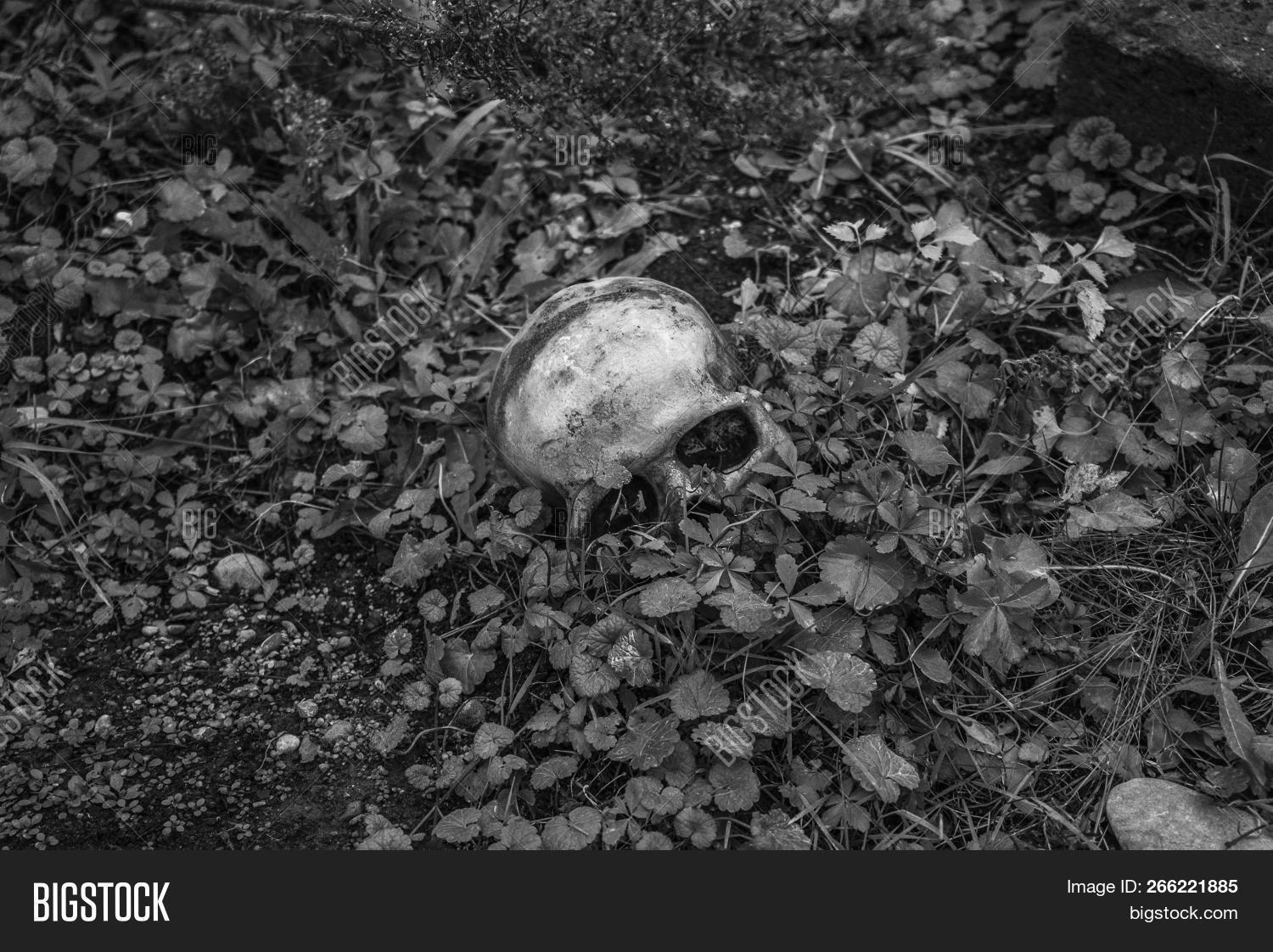 Skull On Grass. Human Image & Photo (Free Trial) | Bigstock