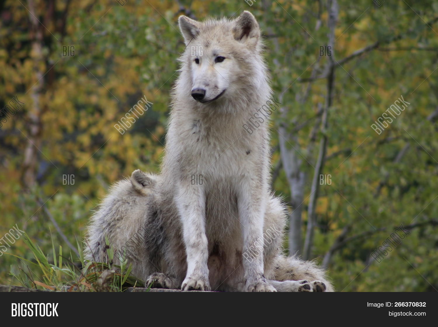 White Arctic Wolf Image & Photo (Free Trial) | Bigstock