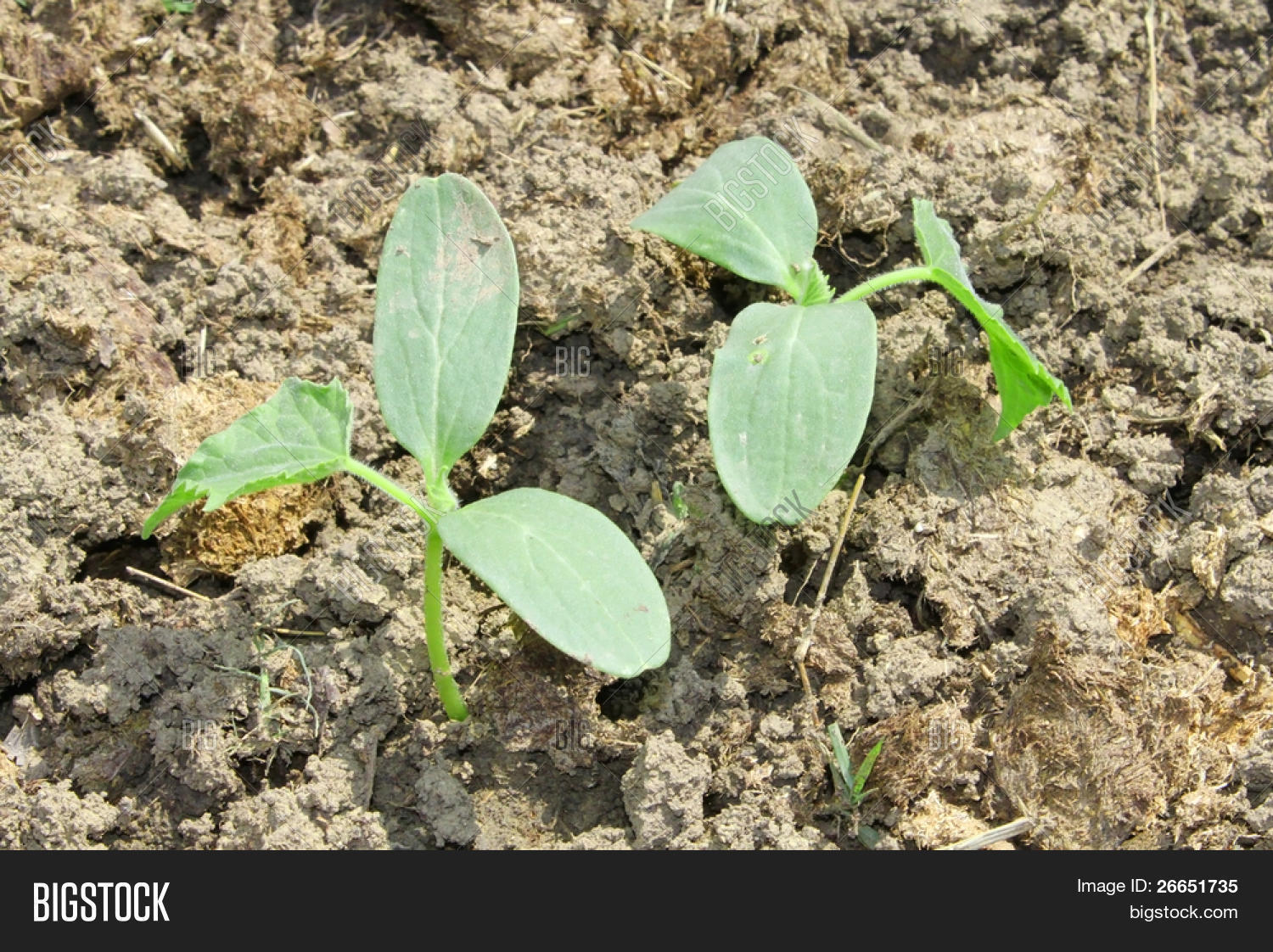 Cucumber Sprouts