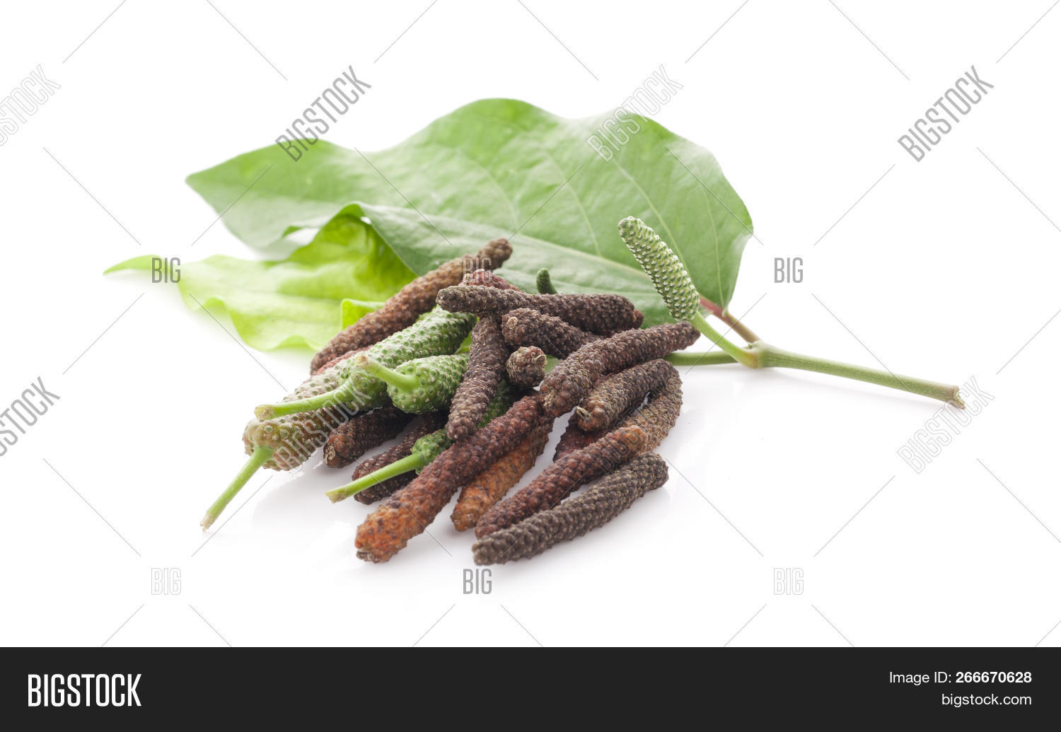 Long Pepper Piper Image & Photo (Free Trial) | Bigstock