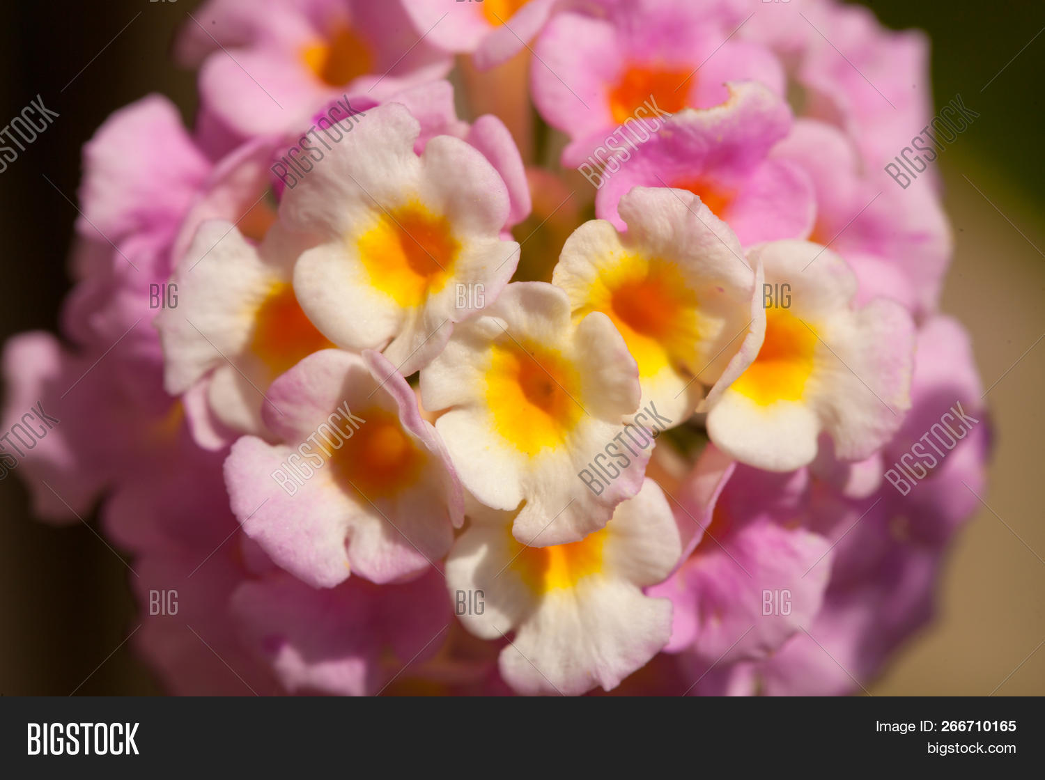 Lantana Urticoides, Image & Photo (Free Trial) | Bigstock
