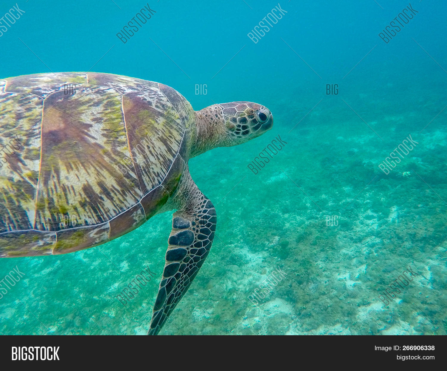 Sea Turtle Closeup Image & Photo (Free Trial) | Bigstock