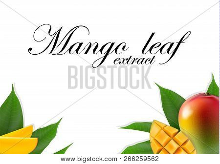 Mango Leaf Vector