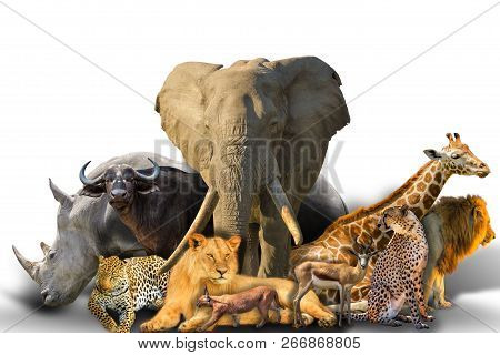 Big Five Wild African Image & Photo (Free Trial) | Bigstock