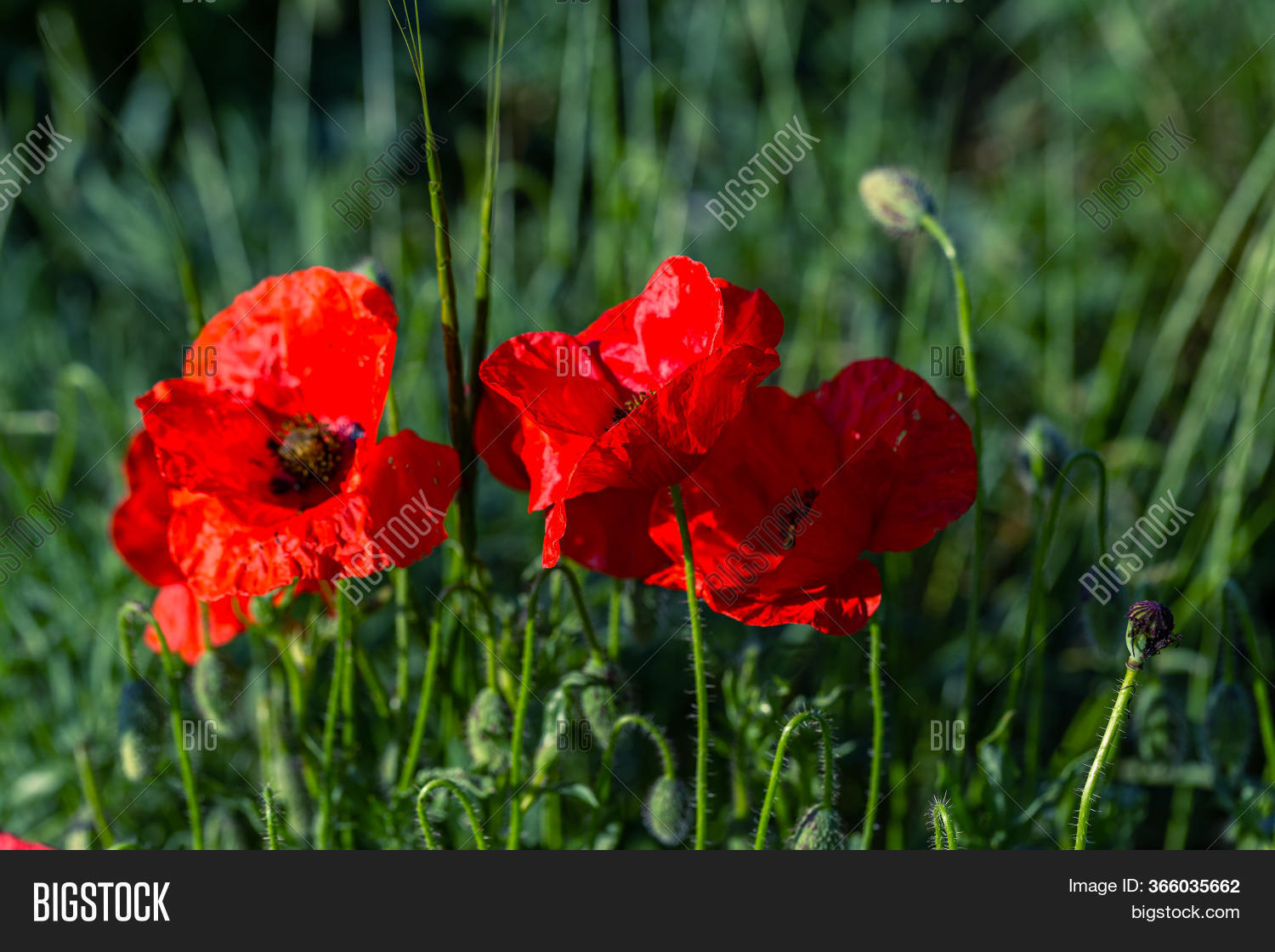 Flowers Red Poppies Image & Photo (Free Trial) | Bigstock