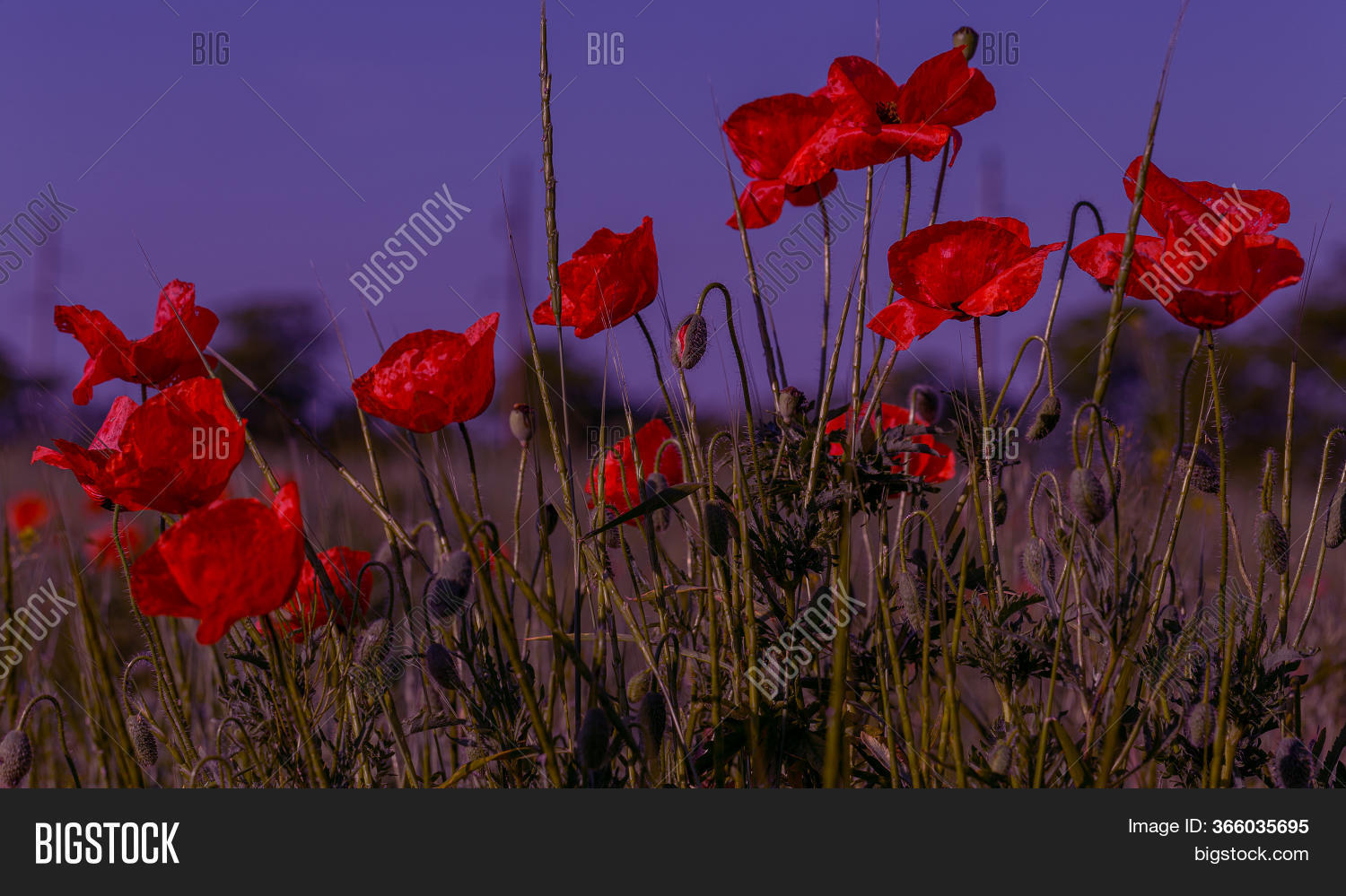 Flowers Red Poppies Image & Photo (Free Trial) | Bigstock