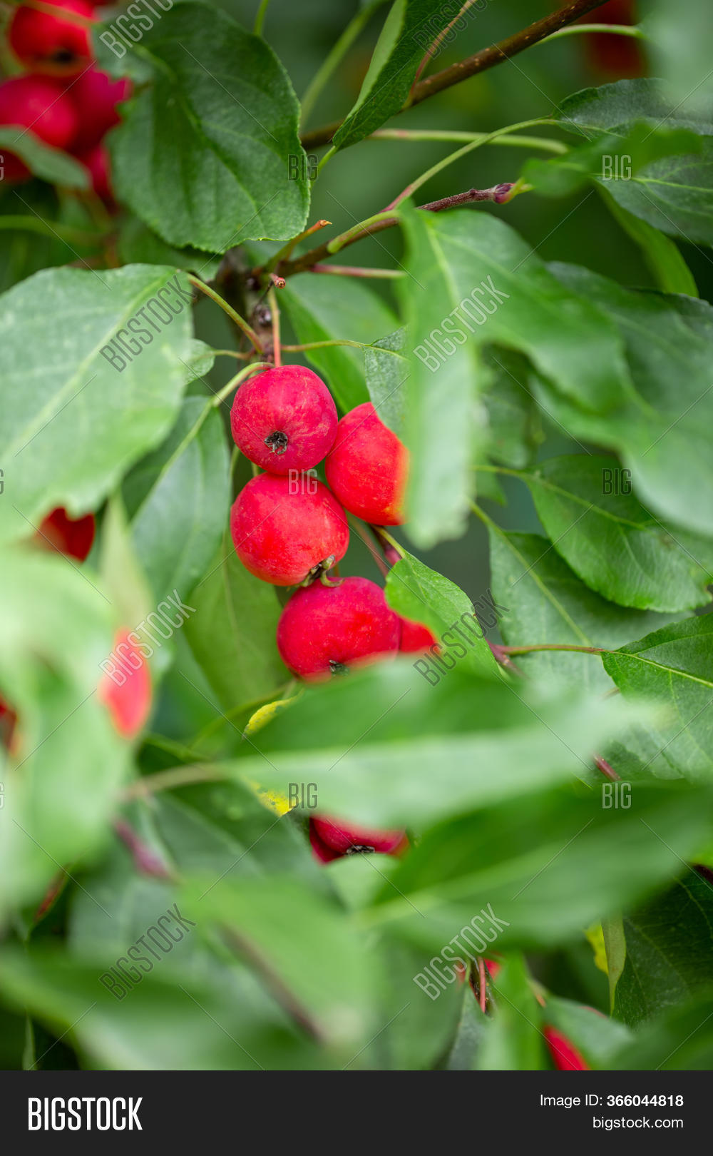 Ripe Wild Red Apples Image & Photo (Free Trial) | Bigstock
