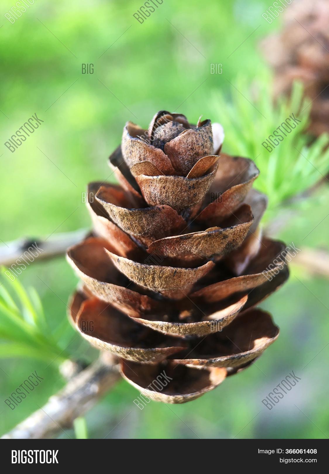 Beautiful Brown Cones Image & Photo (Free Trial) | Bigstock