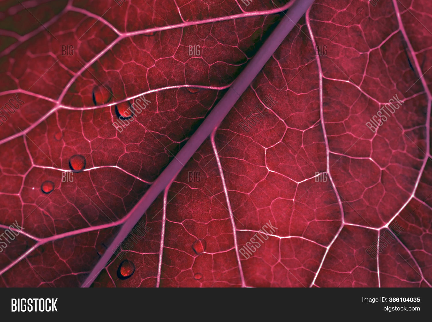 Red Leaf Texture Image & Photo (Free Trial) | Bigstock