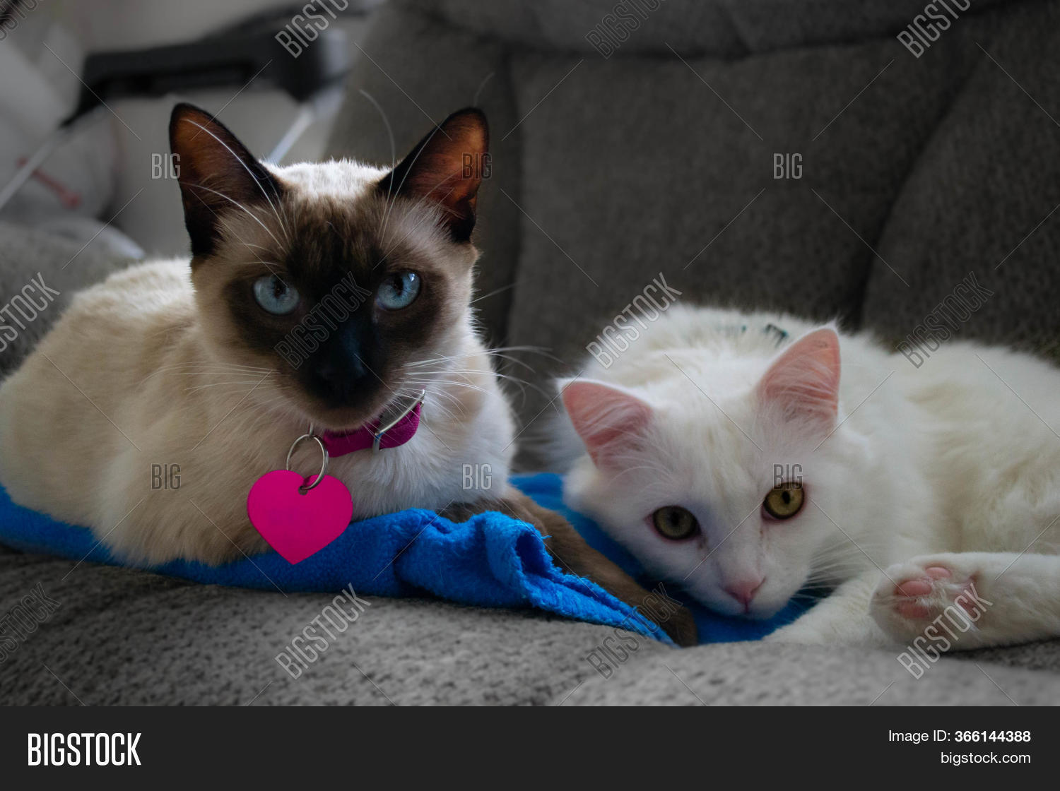 Siames Cat Albino Cat Image & Photo (Free Trial) | Bigstock