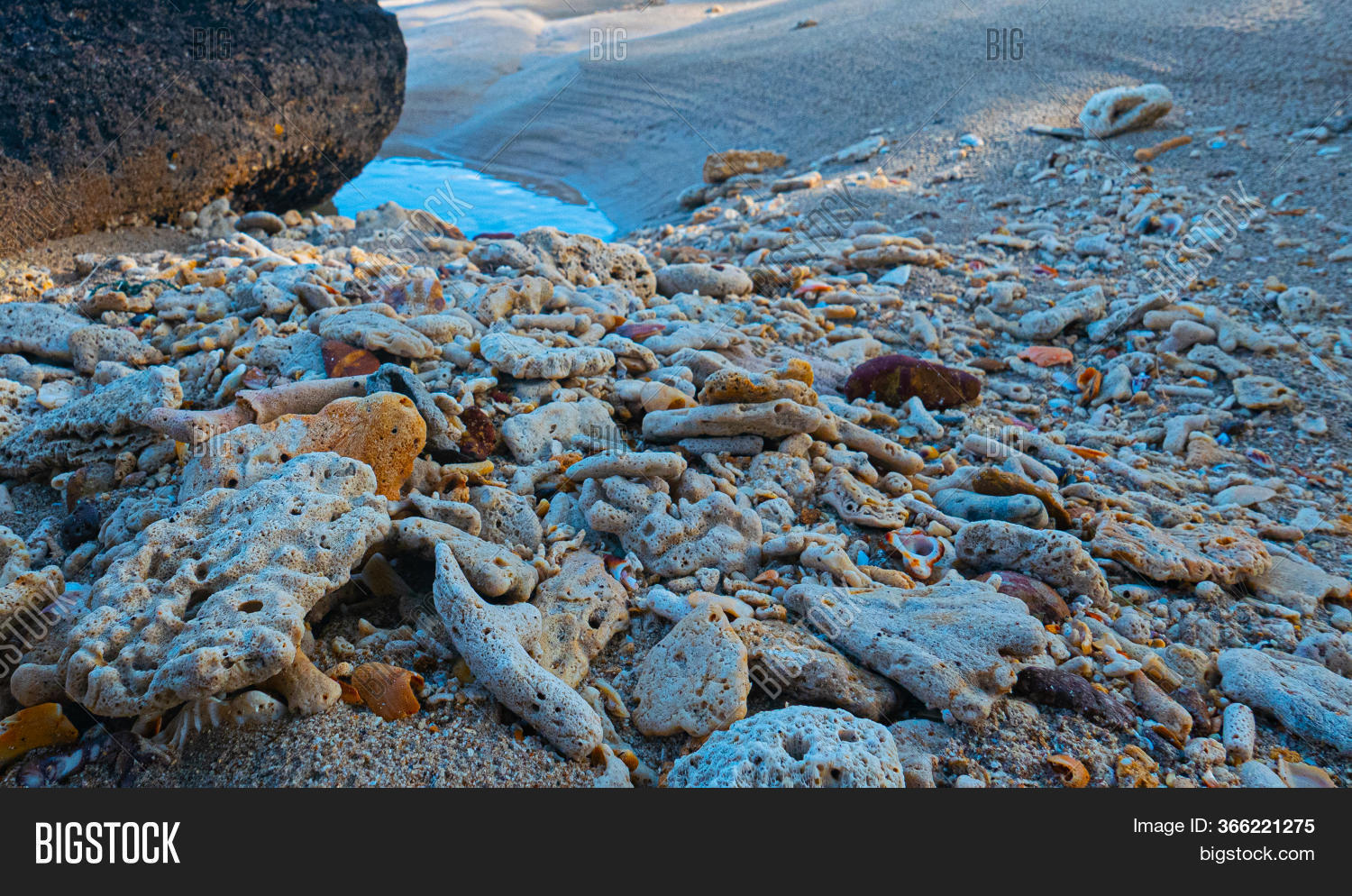 Coral Washed On Shore Image & Photo (Free Trial) | Bigstock