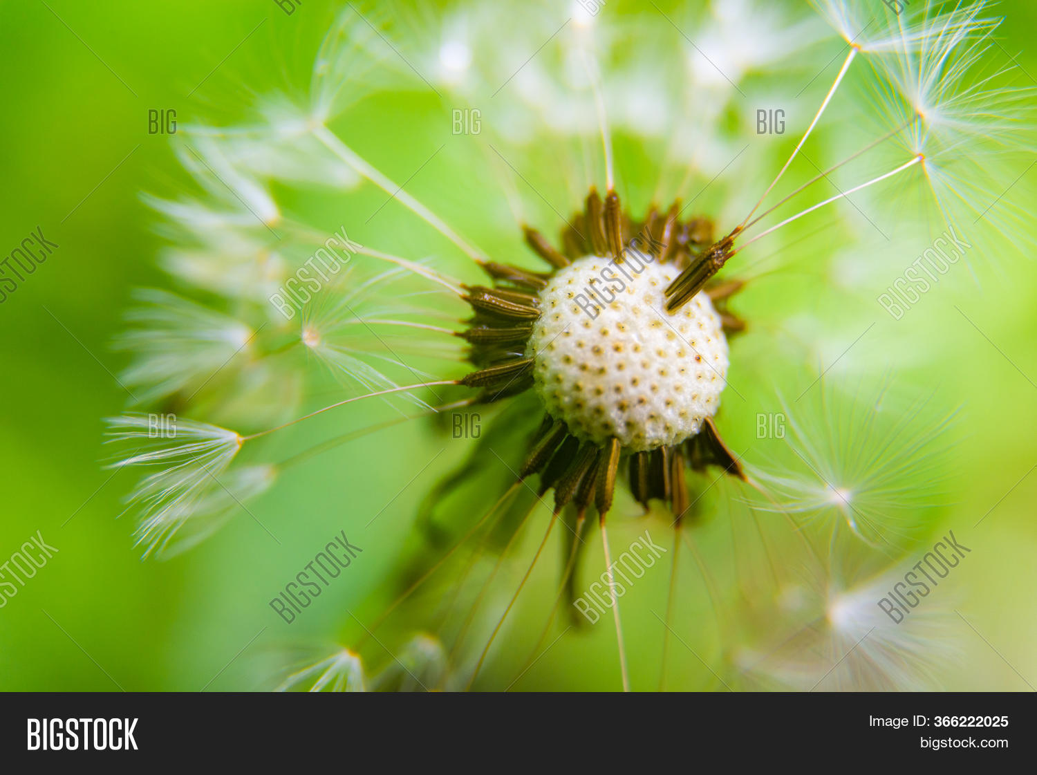 Dandelion Seed Macro Image & Photo (Free Trial) | Bigstock