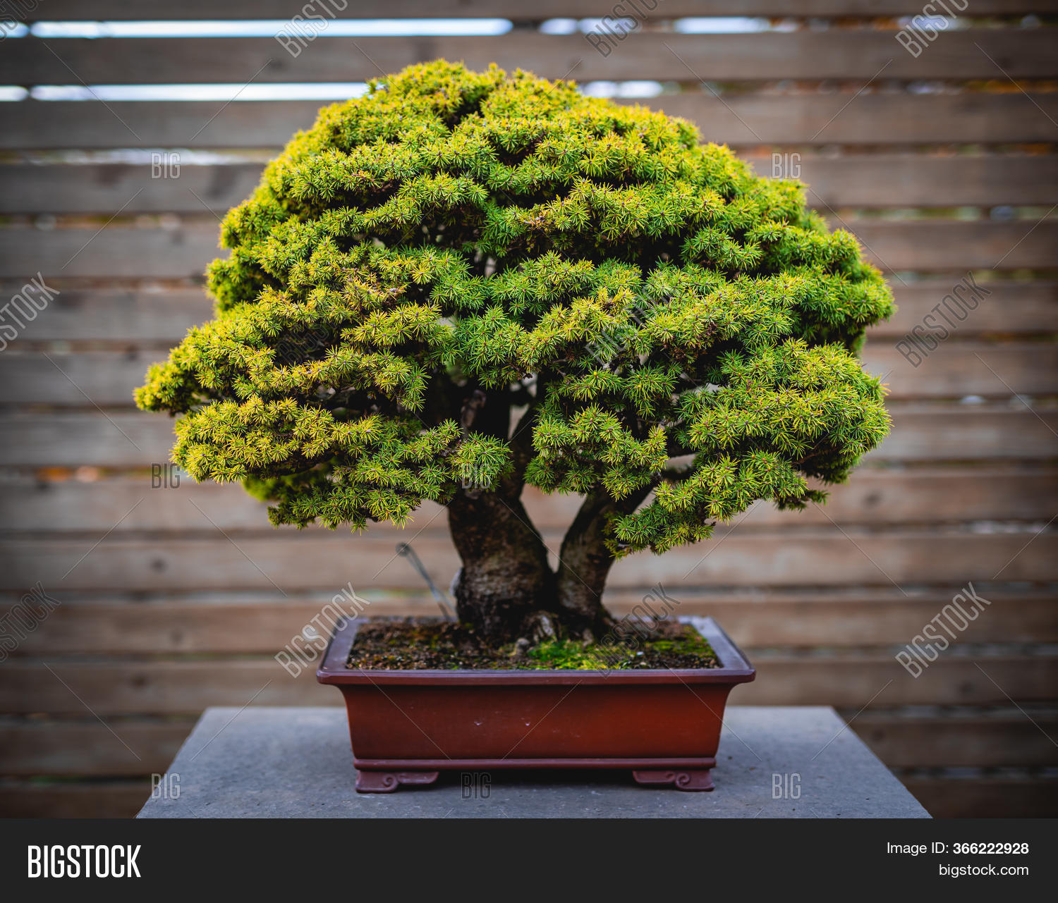 Ancient Big Bonsai Image & Photo (Free Trial) | Bigstock