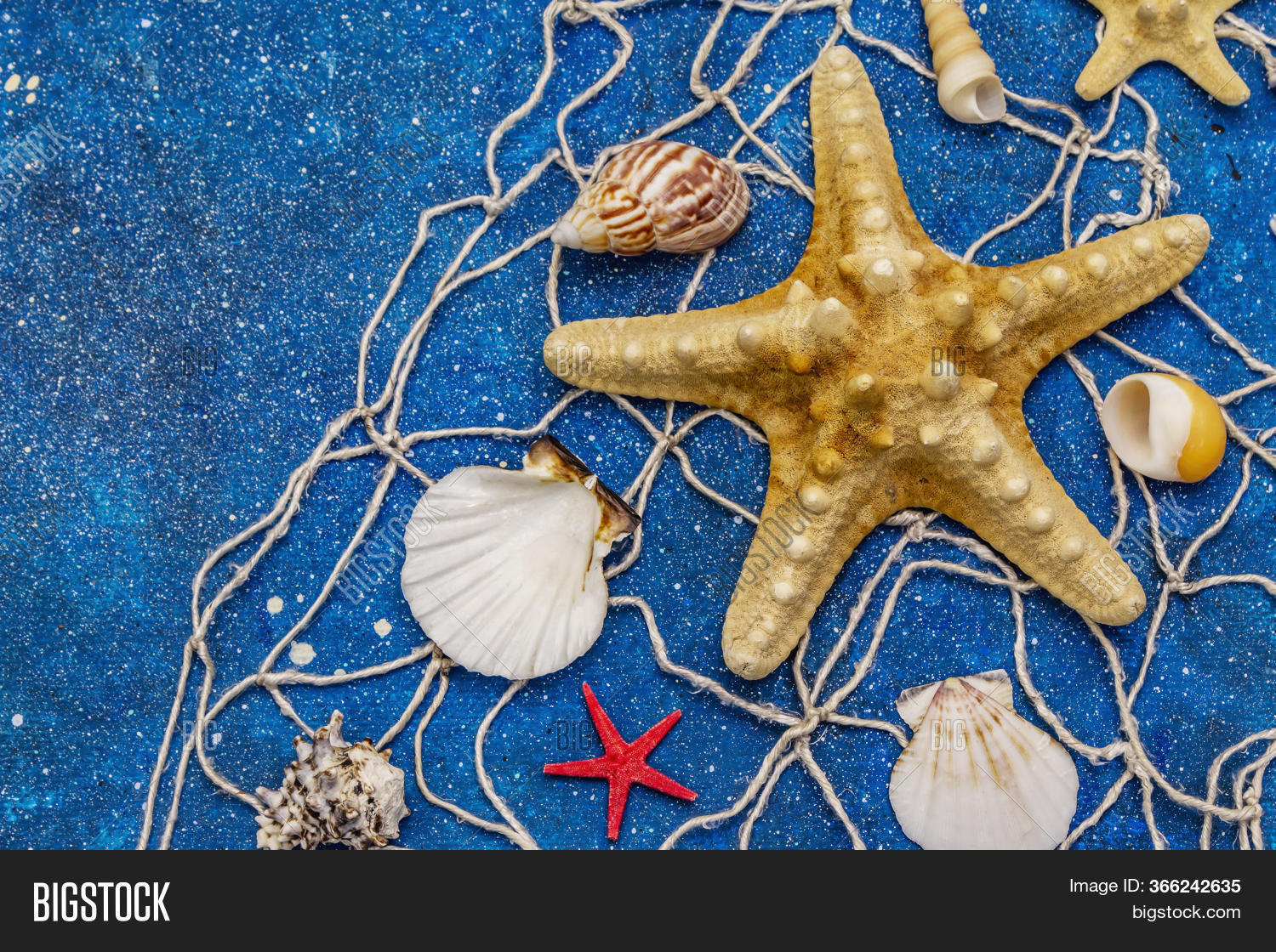 Seashells Summer Image & Photo (Free Trial) | Bigstock