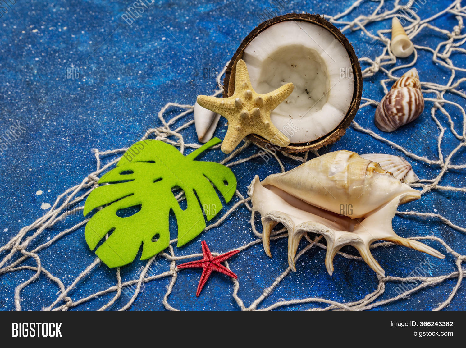 Seashells Summer Image & Photo (Free Trial) | Bigstock