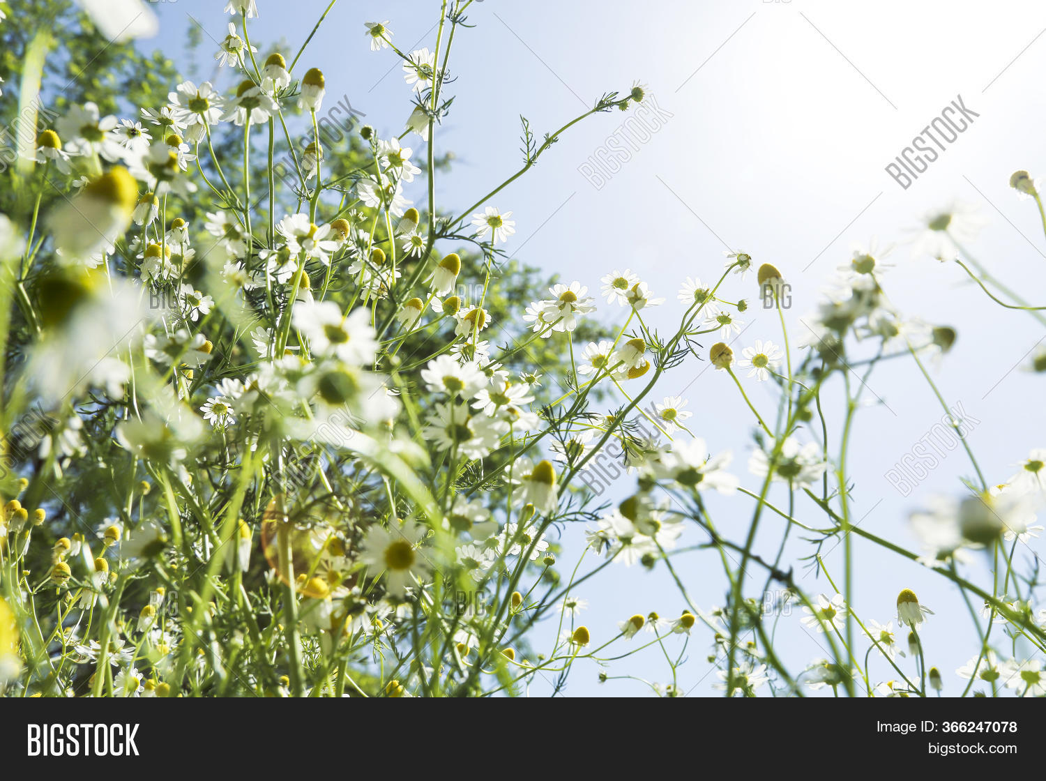 Ground Shot Chamomile Image & Photo (Free Trial) | Bigstock