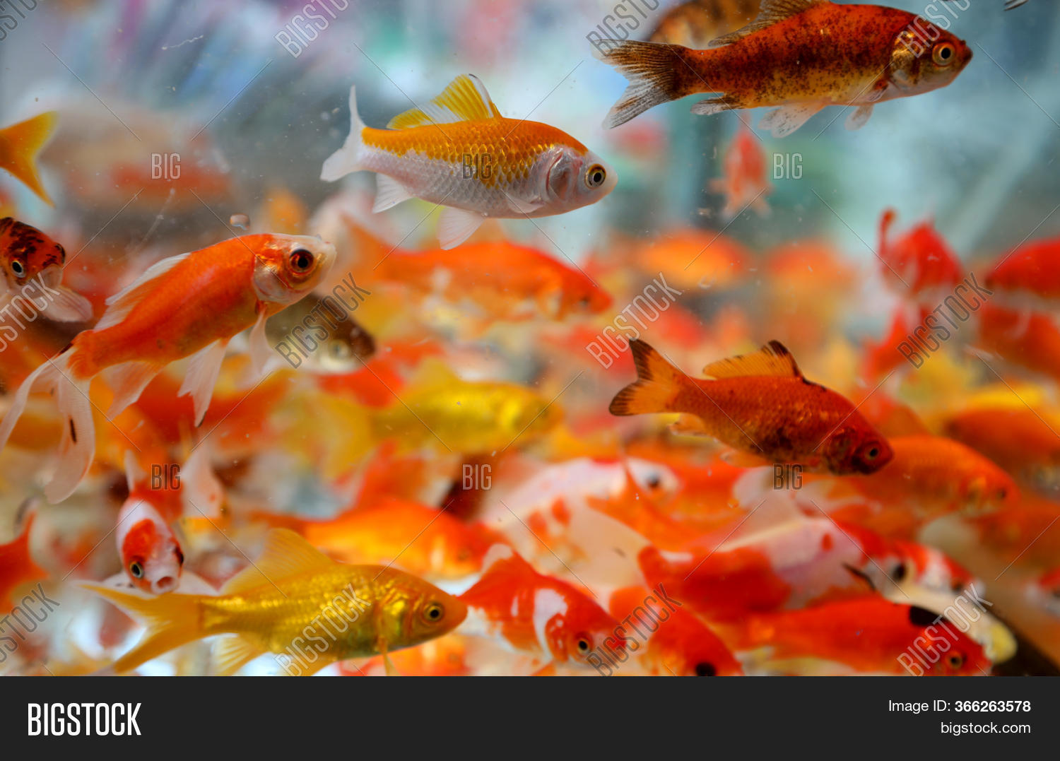 Many Goldfishes Water Image & Photo (Free Trial) | Bigstock