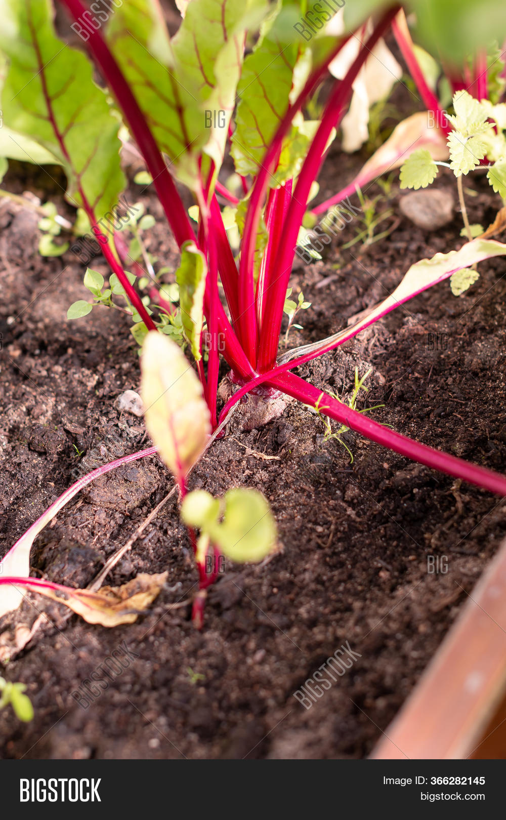 Red Beetroot Planted Image & Photo (Free Trial) | Bigstock