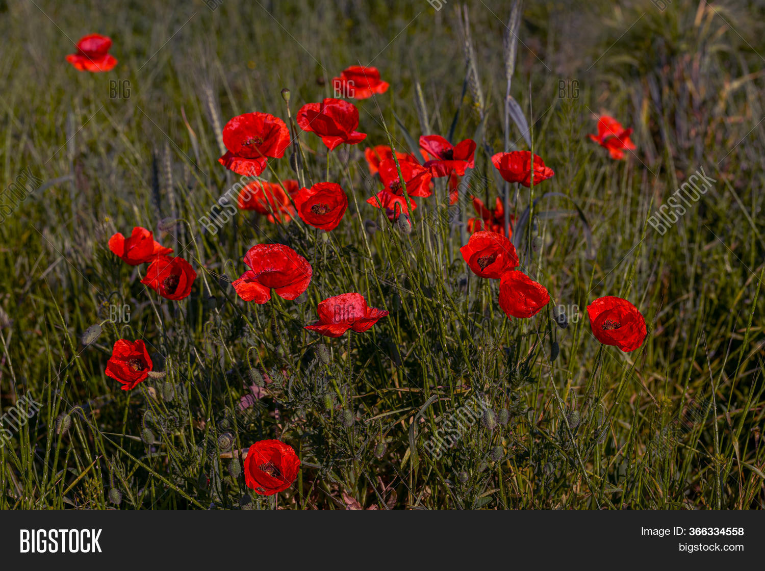 Flowers Red Poppies Image & Photo (Free Trial) | Bigstock