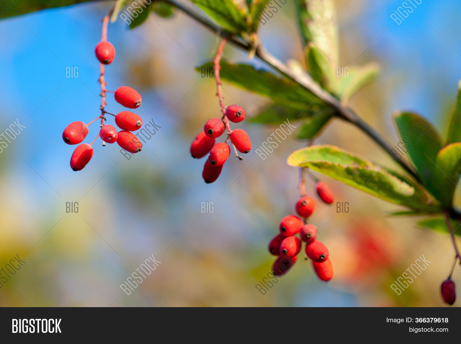 Ripe Berries Barberry Image & Photo (Free Trial) | Bigstock