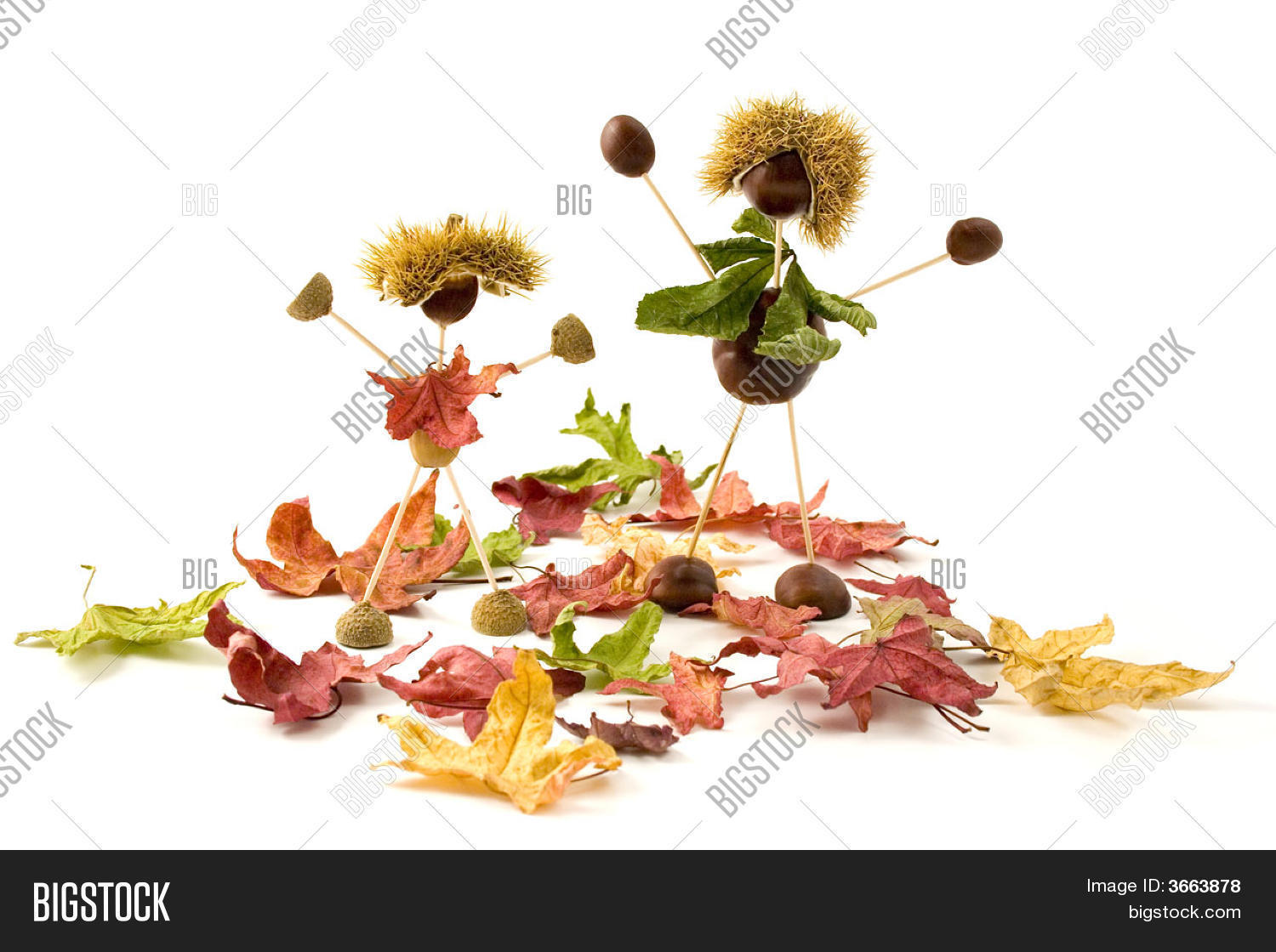 Loveable Acorn Stick Image & Photo (Free Trial) | Bigstock