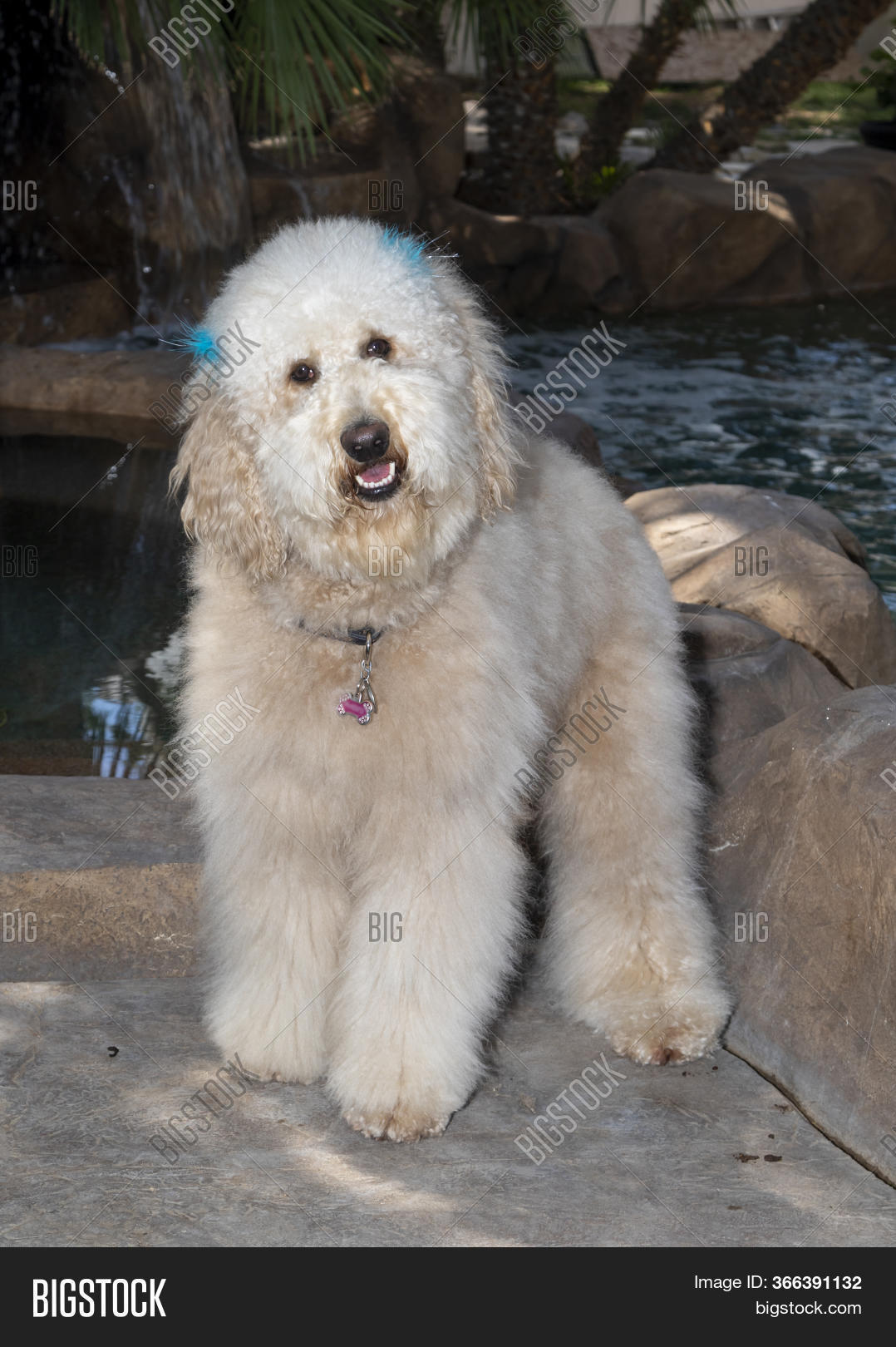 Labrador Poodle Mixed Image & Photo (Free Trial) | Bigstock