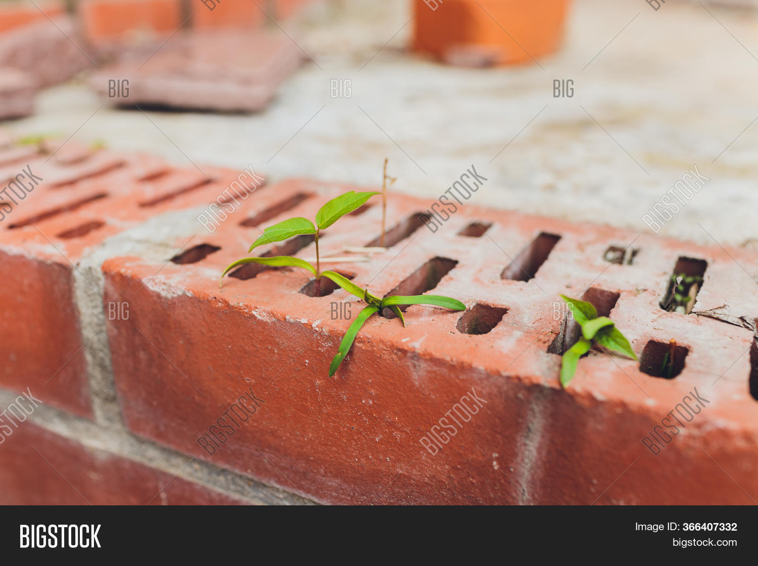 Wild Plant Growing Image & Photo (Free Trial) | Bigstock