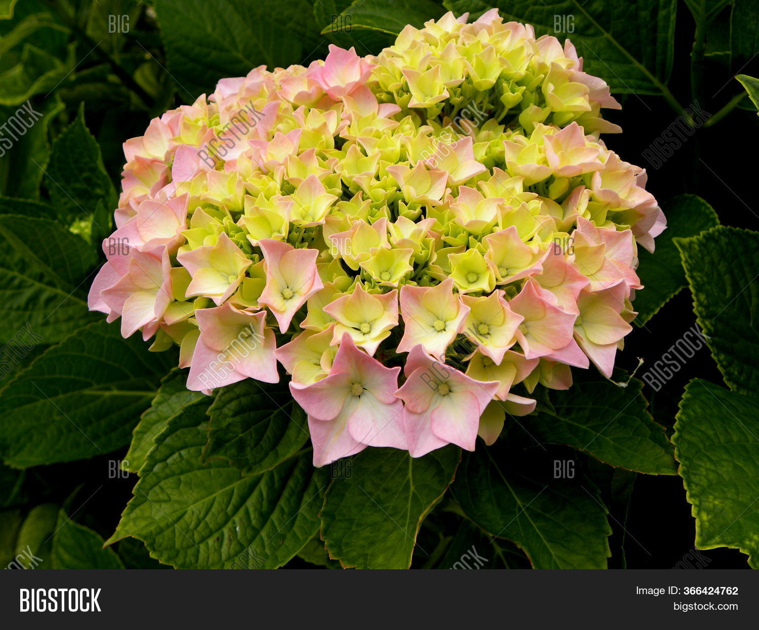 Macro Photo Hydrangea Image & Photo (Free Trial) | Bigstock