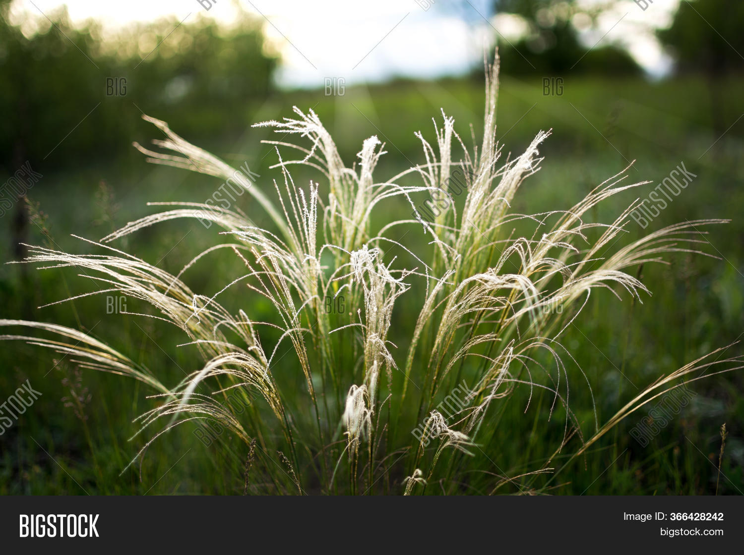Warm Spring Evening Image & Photo (Free Trial) | Bigstock