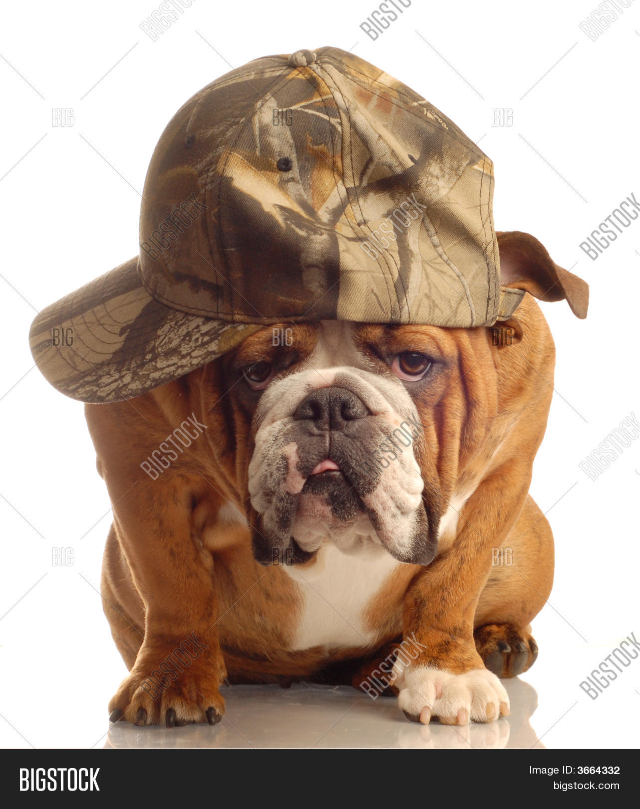 Bulldog Wearing Image & Photo (Free Trial) | Bigstock