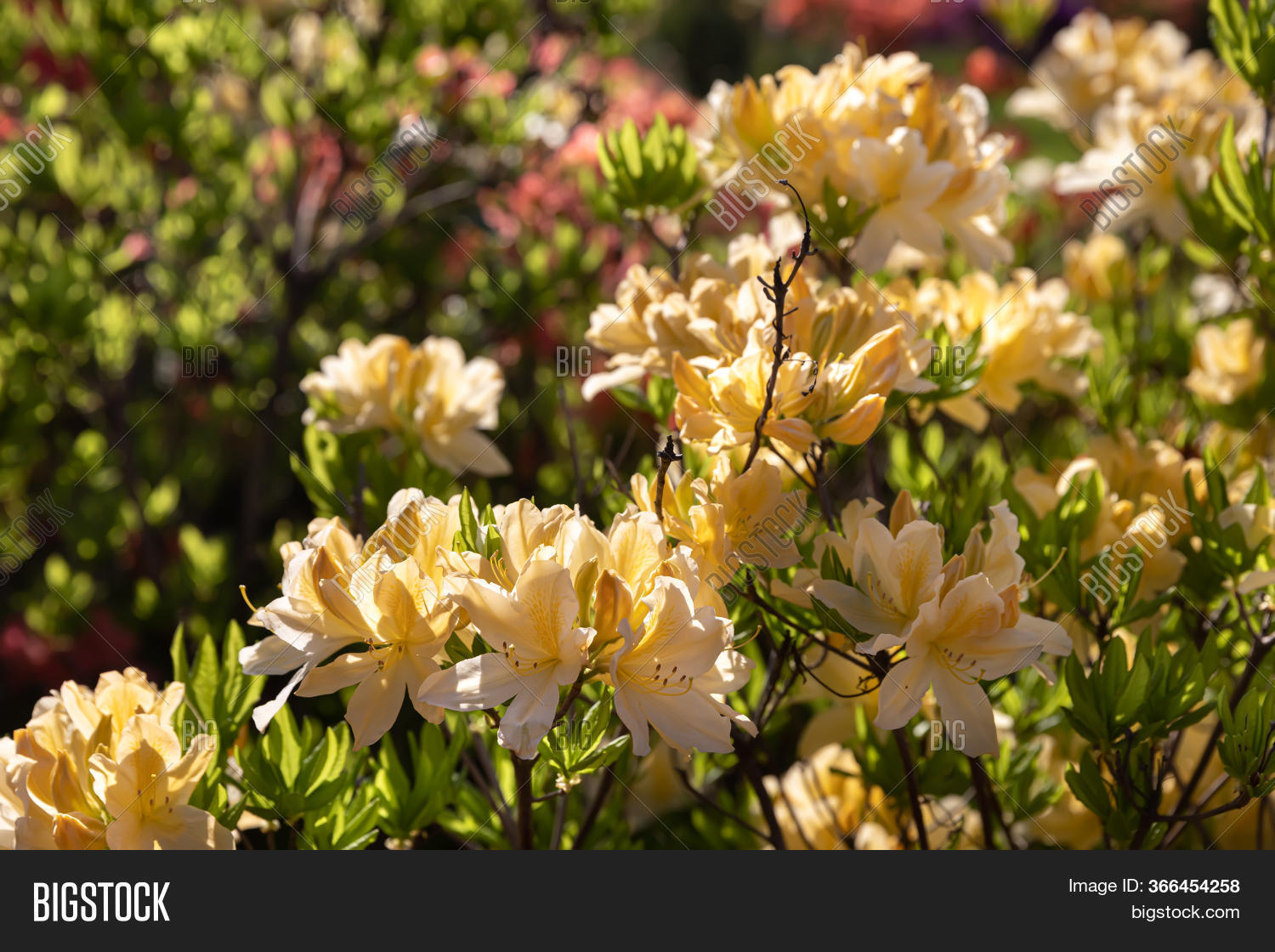 Yellow Flowers Azalea Image & Photo (Free Trial) | Bigstock