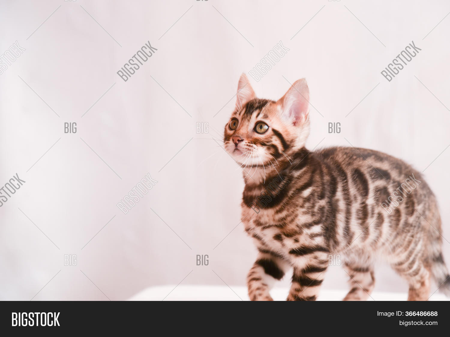 Cat Points Direction Image & Photo (Free Trial) | Bigstock